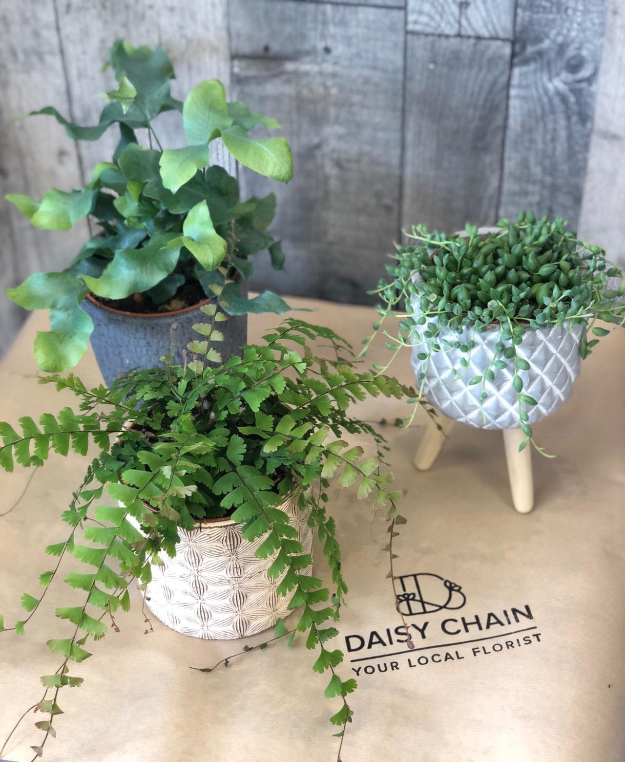 Daisy Chain | Your Local Florist